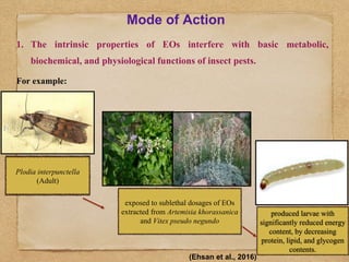 Role Of Diatomaceous Earth (DE) And Essential Oils in the management Of ...