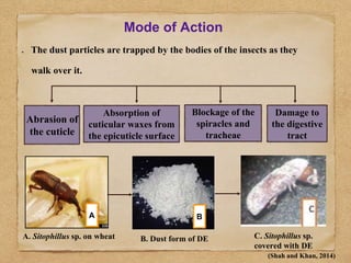 Role Of Diatomaceous Earth (DE) And Essential Oils in the management Of ...