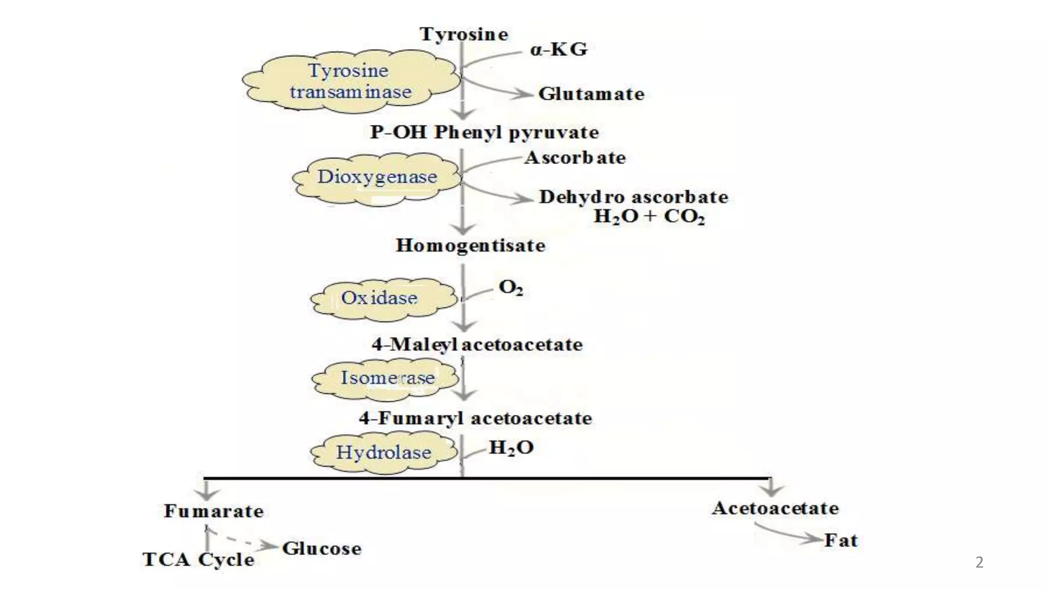 AAM- 6b: Metabolism of aromatic acids -2 ( Metabolic functions of ...
