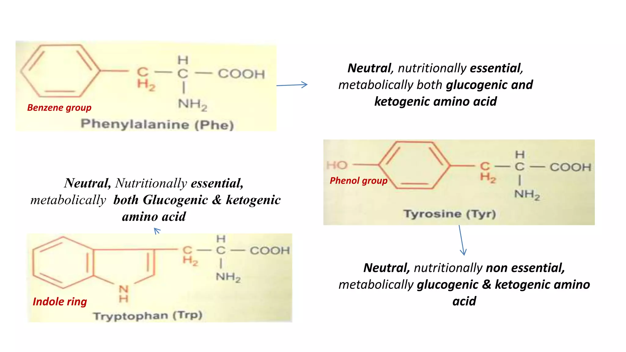 AAM- 6c Metabolism of aromatic amino acids-3 (Catabolism, metabolic ...