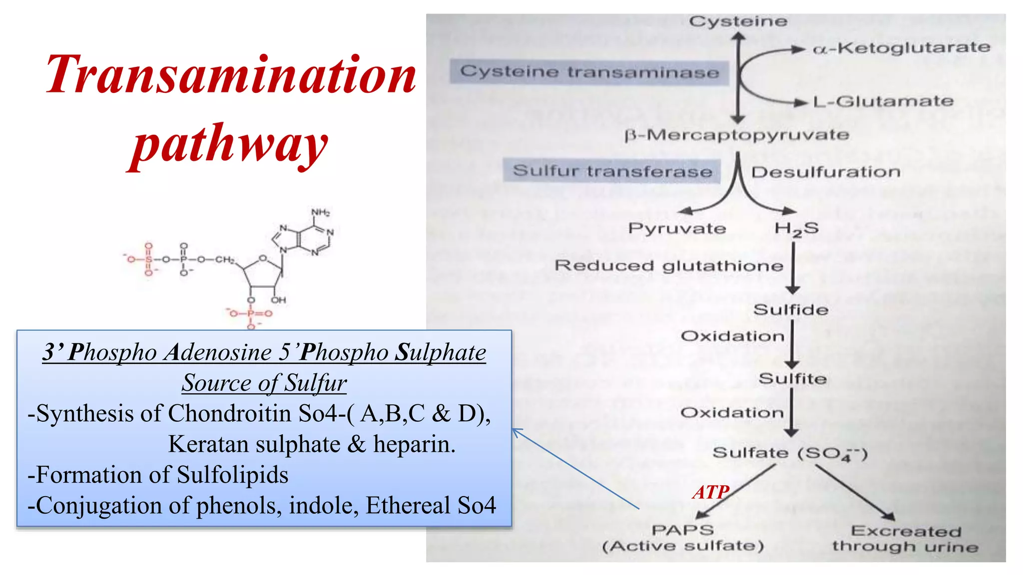 Aam 7 metabolism of sulphur containing a.a's | PPTX