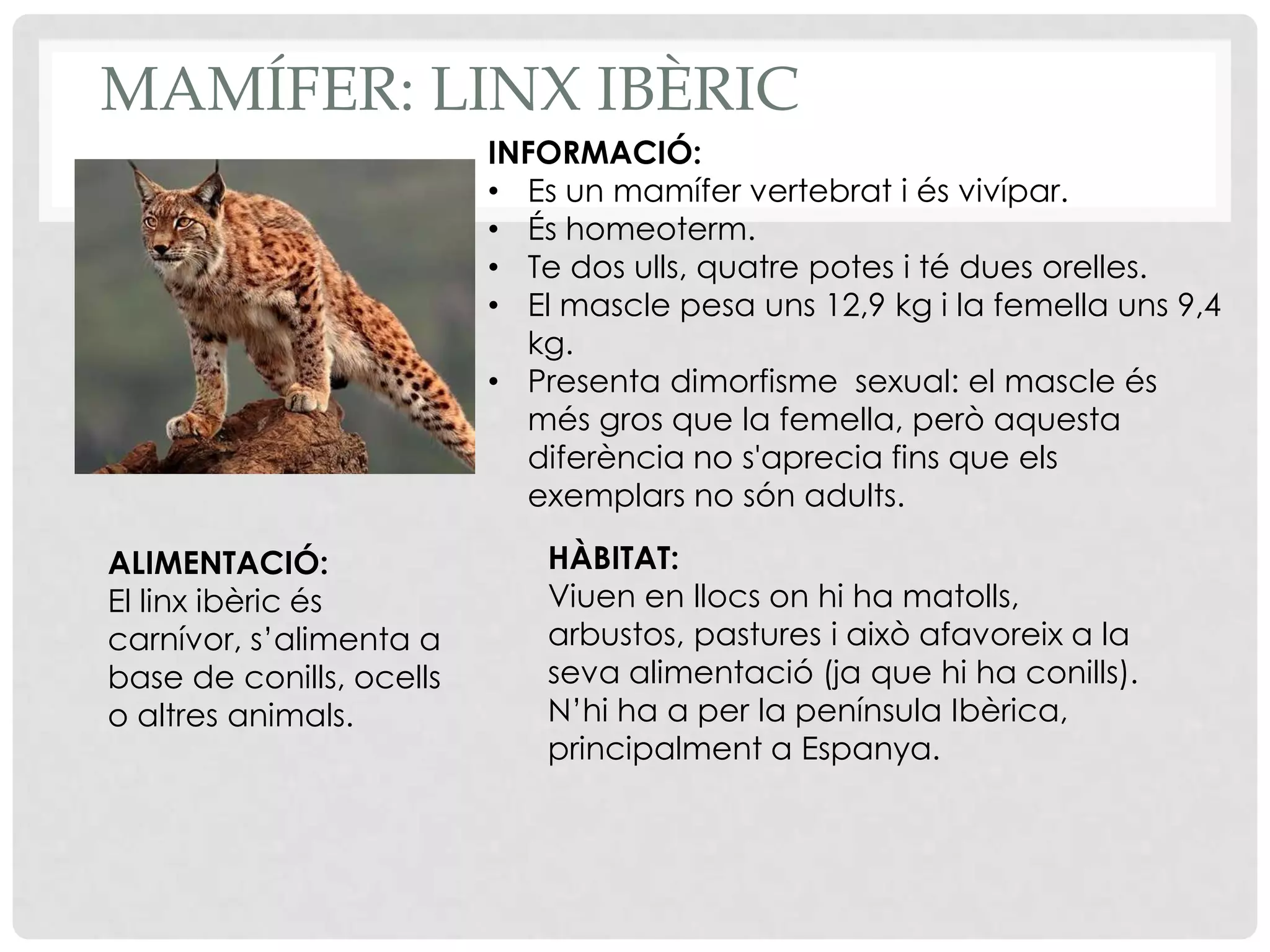 Aa mamifer linx ibèric | PPTX