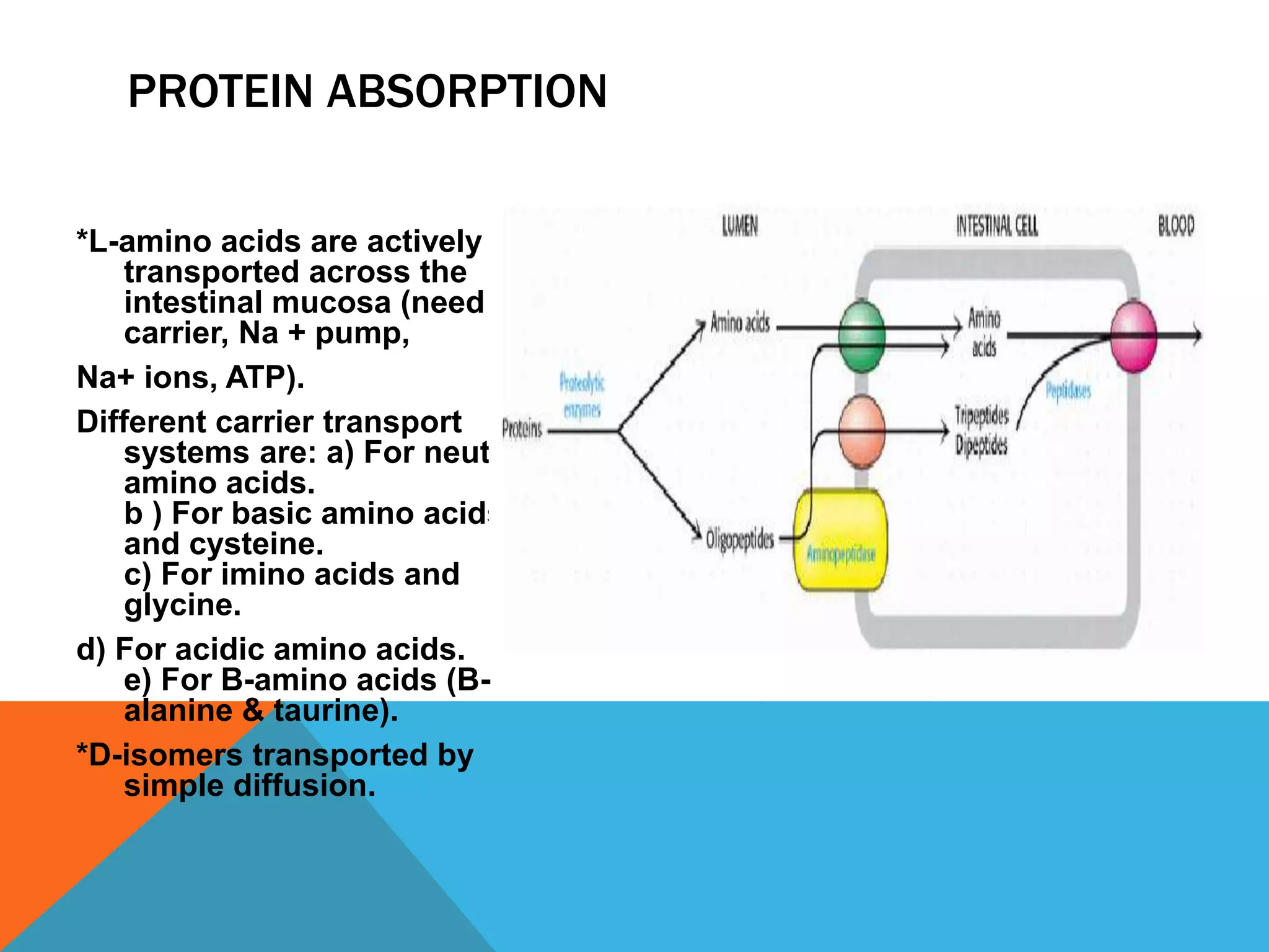 Amino acid metabolism | PPTX
