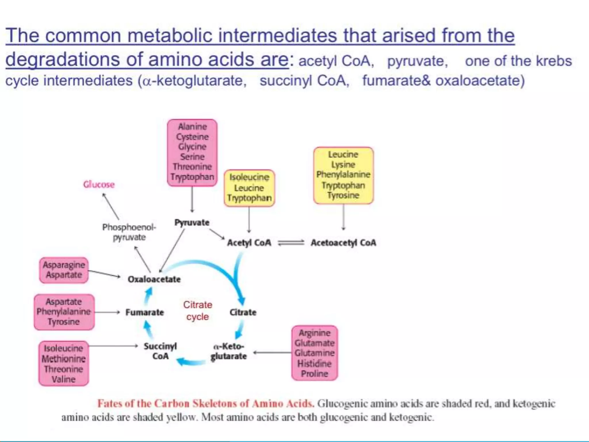 Amino acid metabolism | PPTX