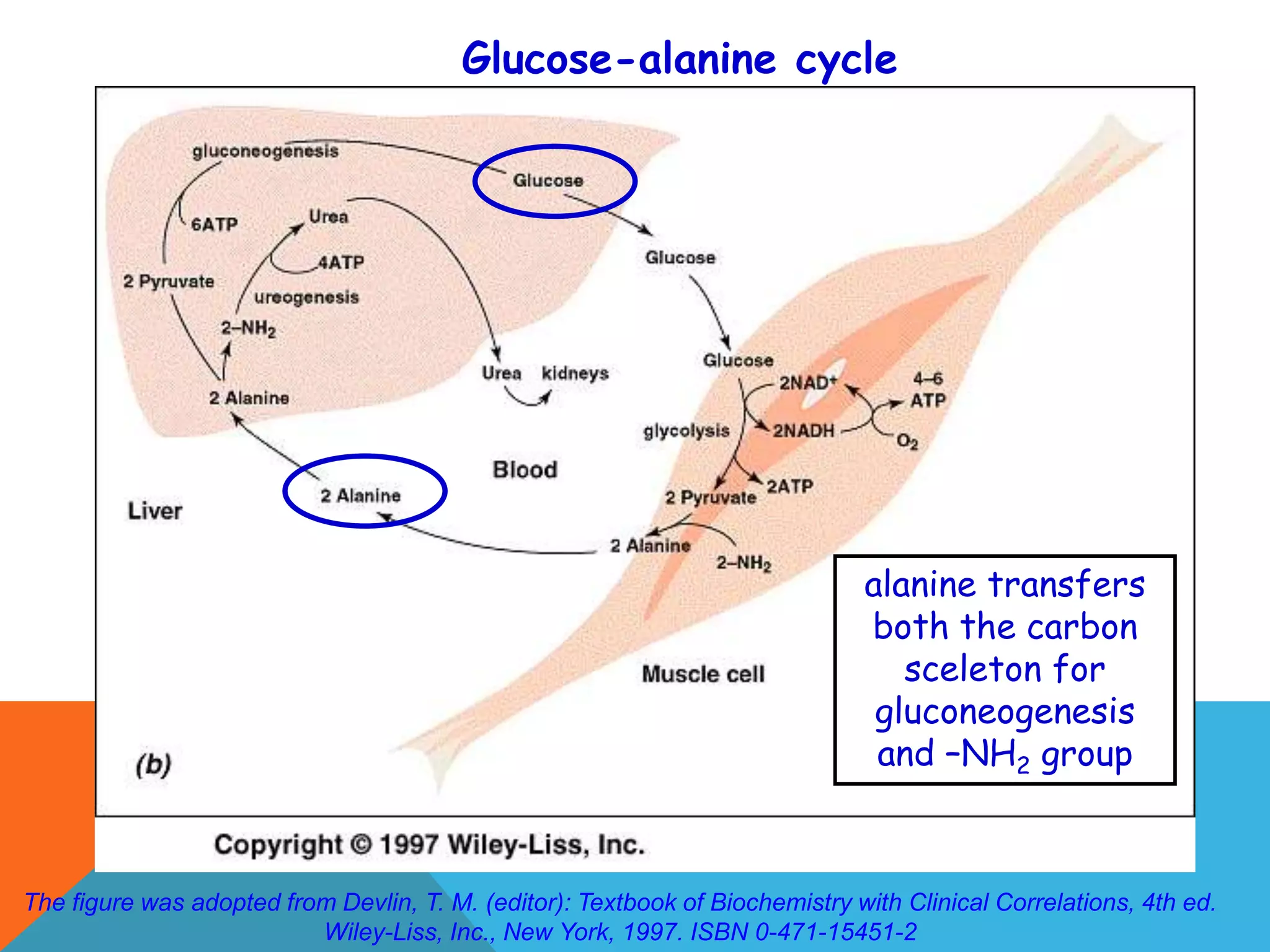 Amino acid metabolism | PPTX