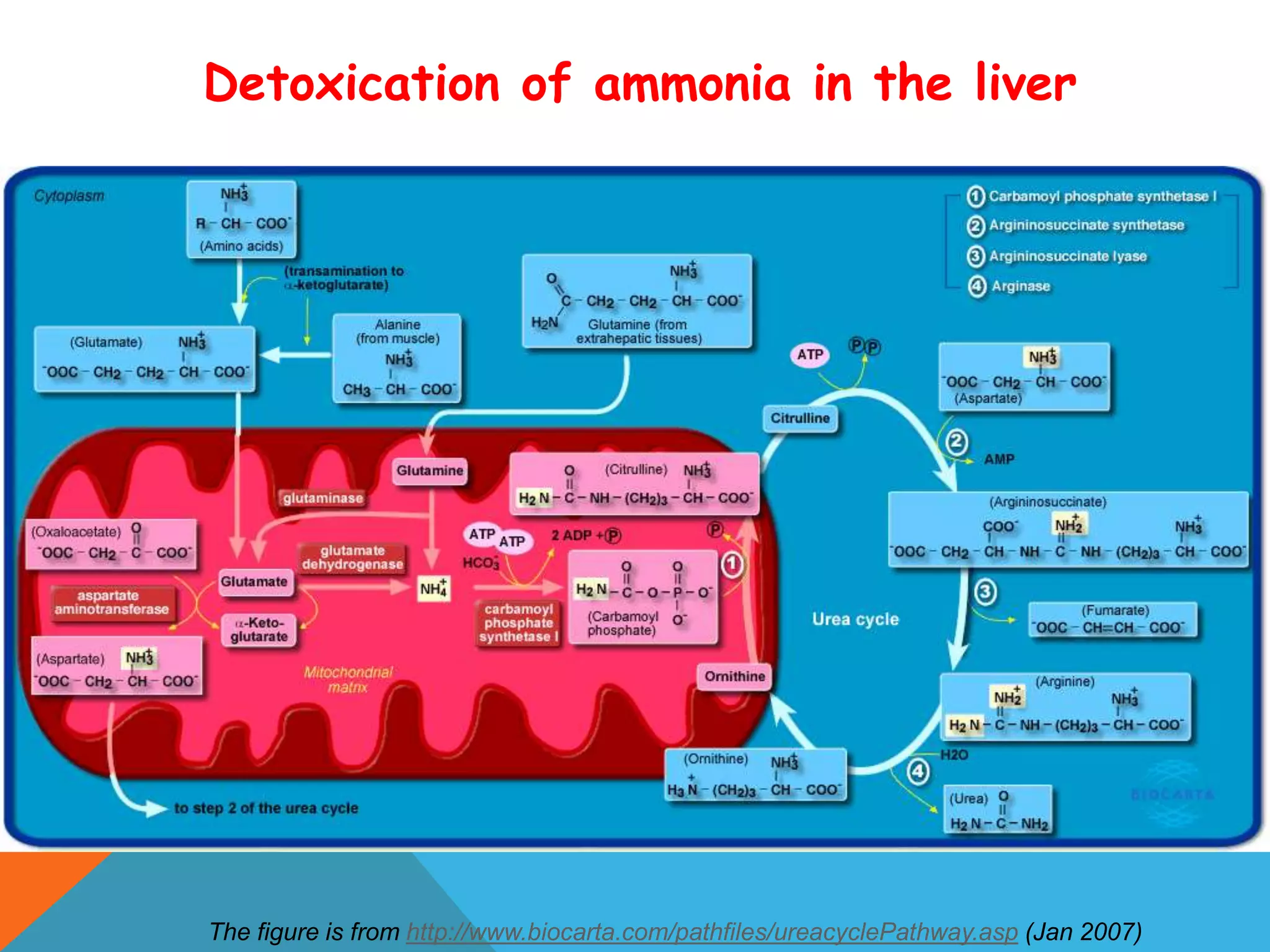Amino Acid Metabolism Ppt