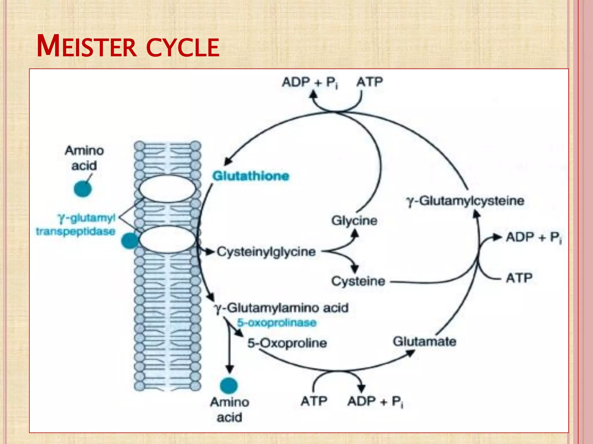 Amino acid metabolism_digestion & absorption.pdf