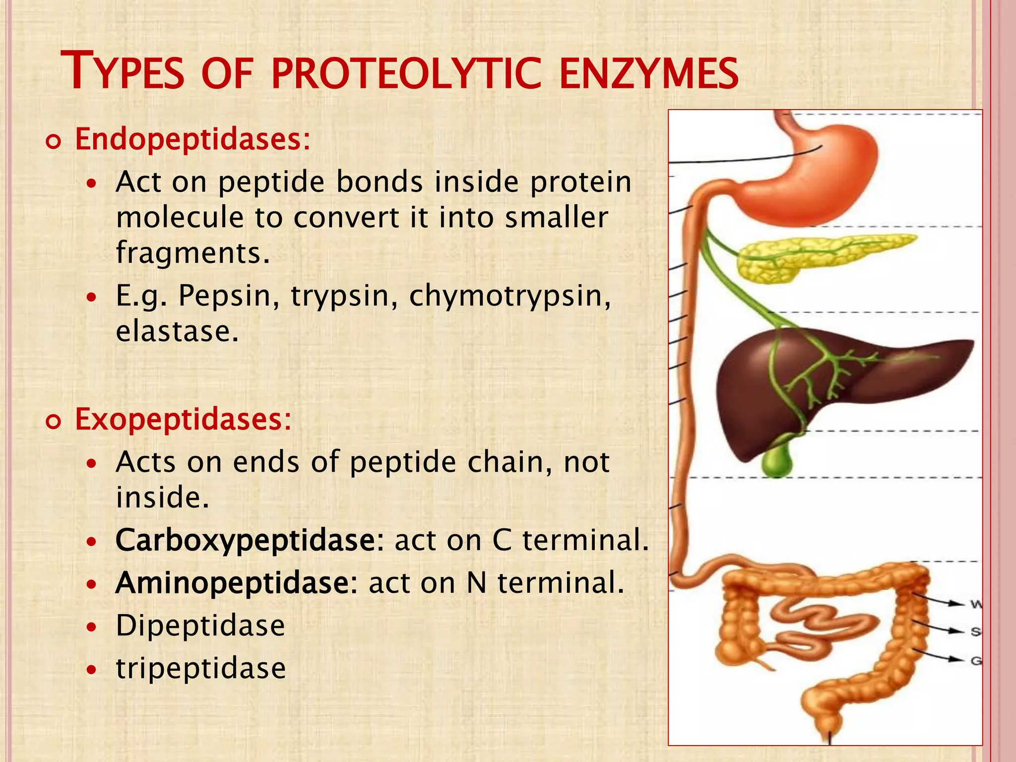 Amino acid metabolism_digestion & absorption.pdf