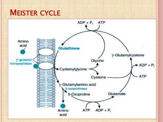 Amino acid metabolism_digestion & absorption.pdf