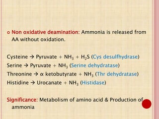 Amino acid metabolism_digestion & absorption.pdf