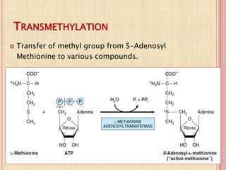 Amino acid metabolism_digestion & absorption.pdf