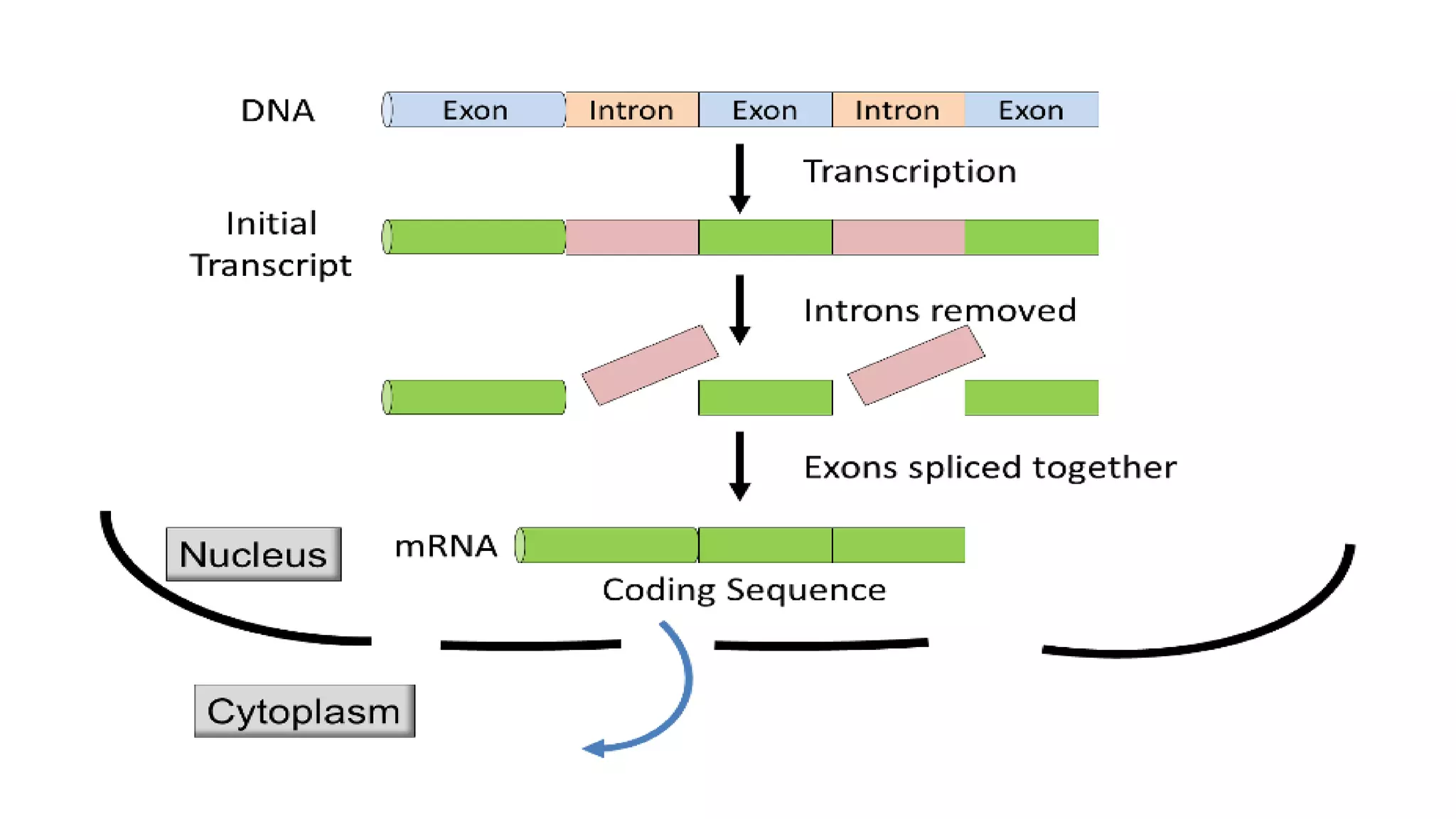 Control of gene expression ppt | PPTX