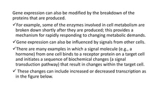 Control of gene expression ppt | PPTX