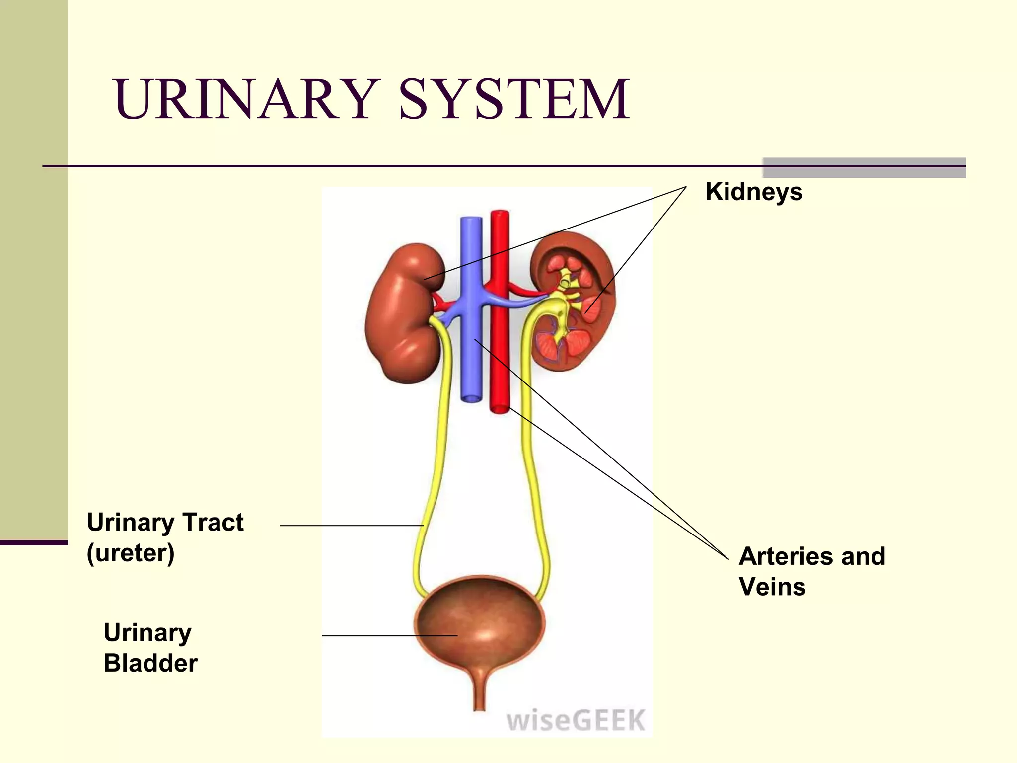 Anatomy and Physilogy of Urinary System (Renal System) | PPT