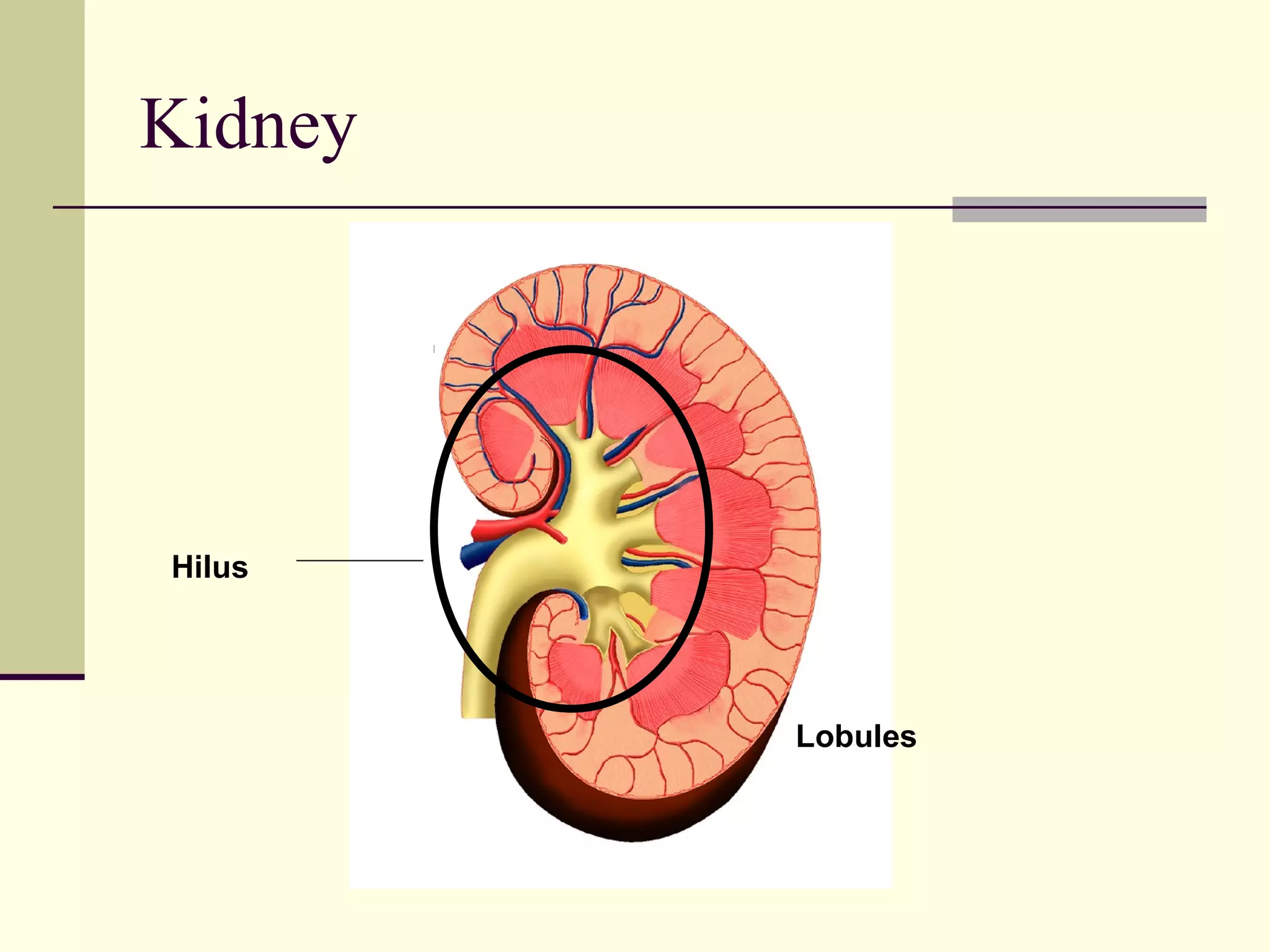 Anatomy and Physilogy of Urinary System (Renal System) | PPT ...