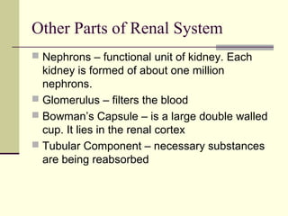 Anatomy and Physilogy of Urinary System (Renal System) | PPT ...