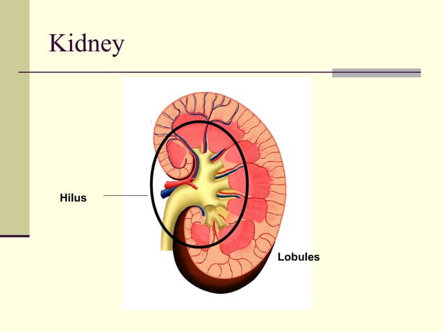Anatomy and Physilogy of Urinary System (Renal System) | PPT