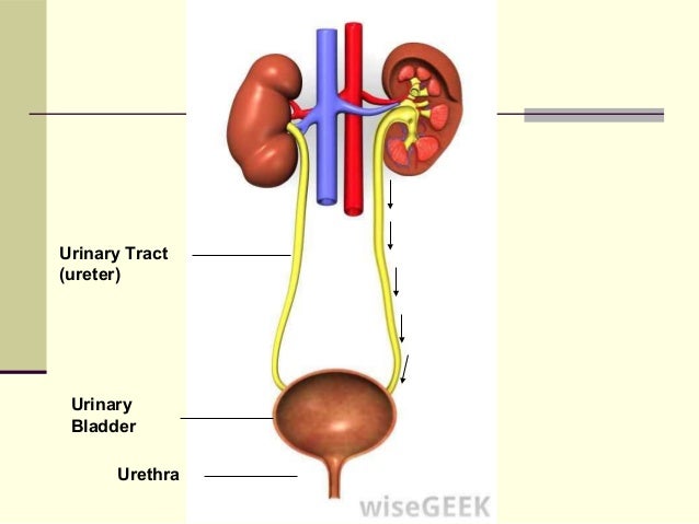Anatomy and Physilogy of Urinary System (Renal System)