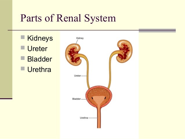 Anatomy and Physilogy of Urinary System (Renal System)