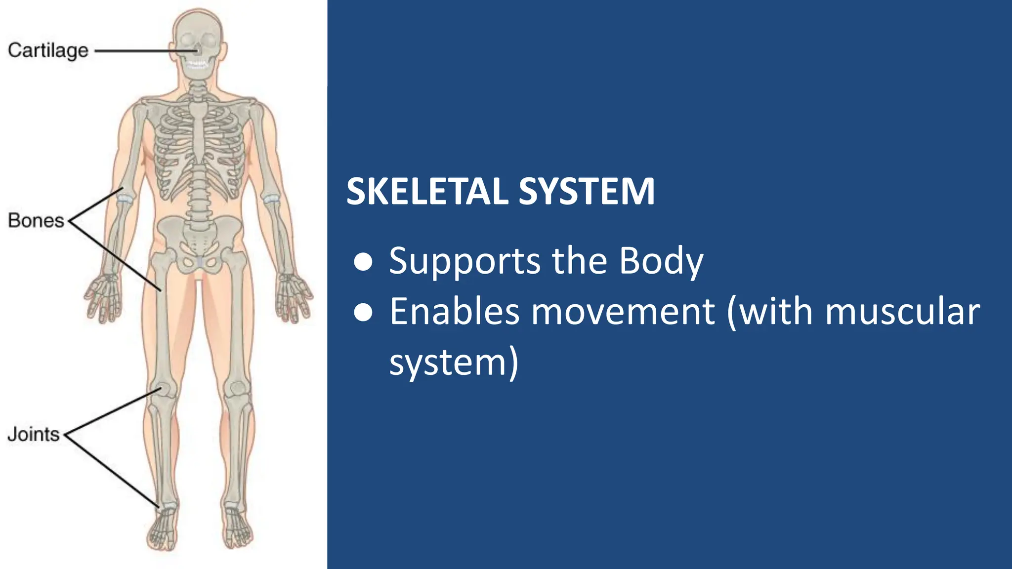 i. Introduction to Anatomy and Physiology | PDF