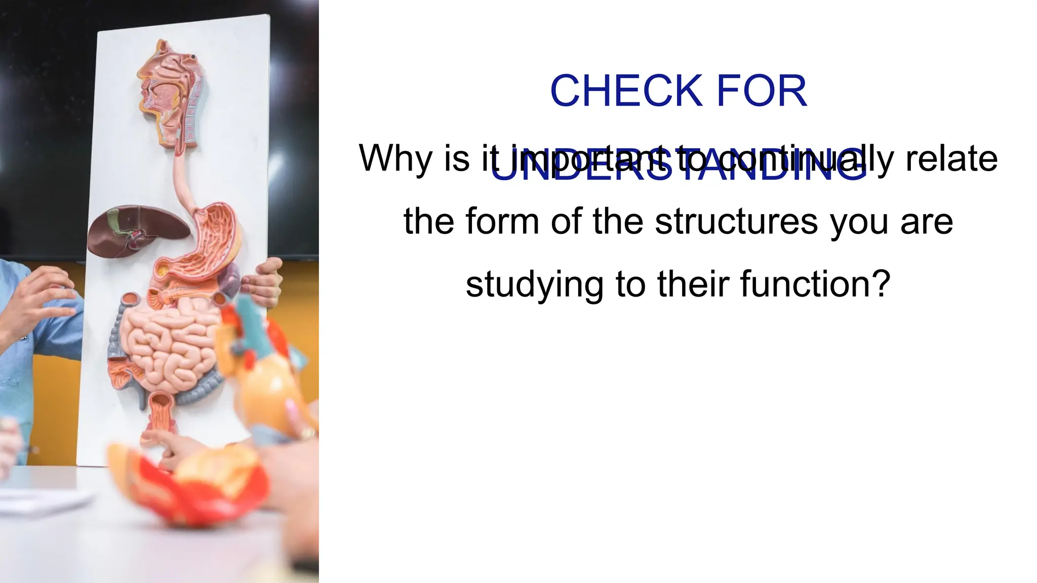 I Introduction To Anatomy And Physiology PPT I Introduction To Anatomy And Physiology PPT