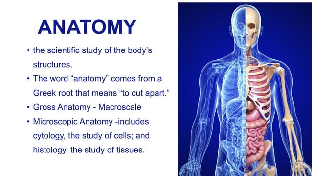 i. Introduction to Anatomy and Physiology | PPT