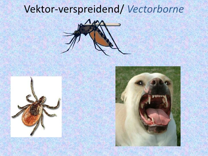 Aansteeklike siektes