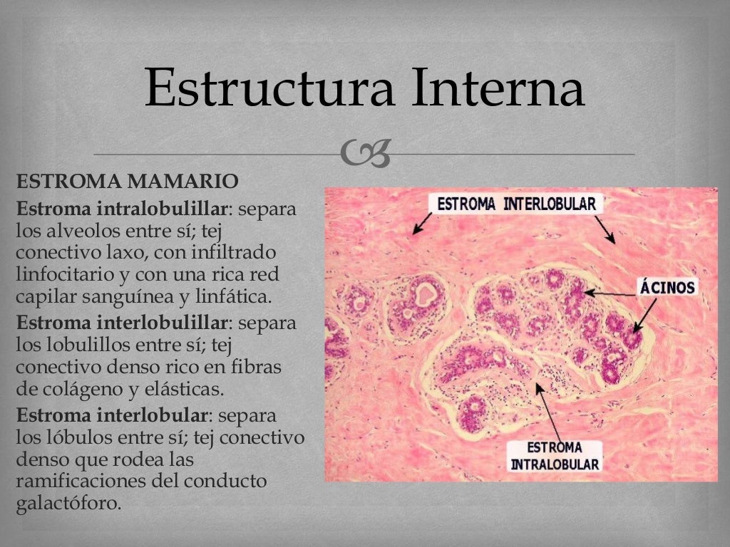 Anatomia e histologia de la mama