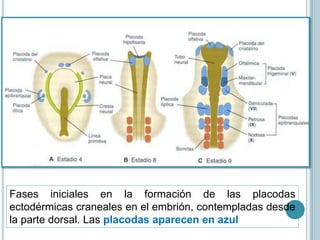 AA OJO EMBRIO-ULTIMO 22-09.pptx