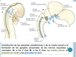 AA OJO EMBRIO-ULTIMO 22-09.pptx