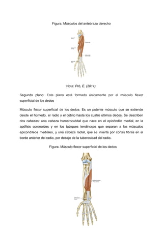 AAP3.2.Miembro Superior_ Articulación del codo, Antebrazo y Mano.pdf