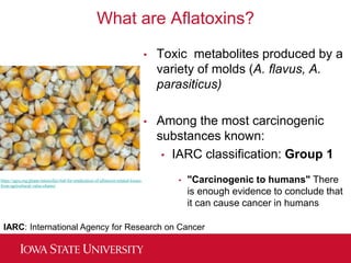 Reducing Aflatoxin Contamination in Shelled Corn Using High Voltage ...
