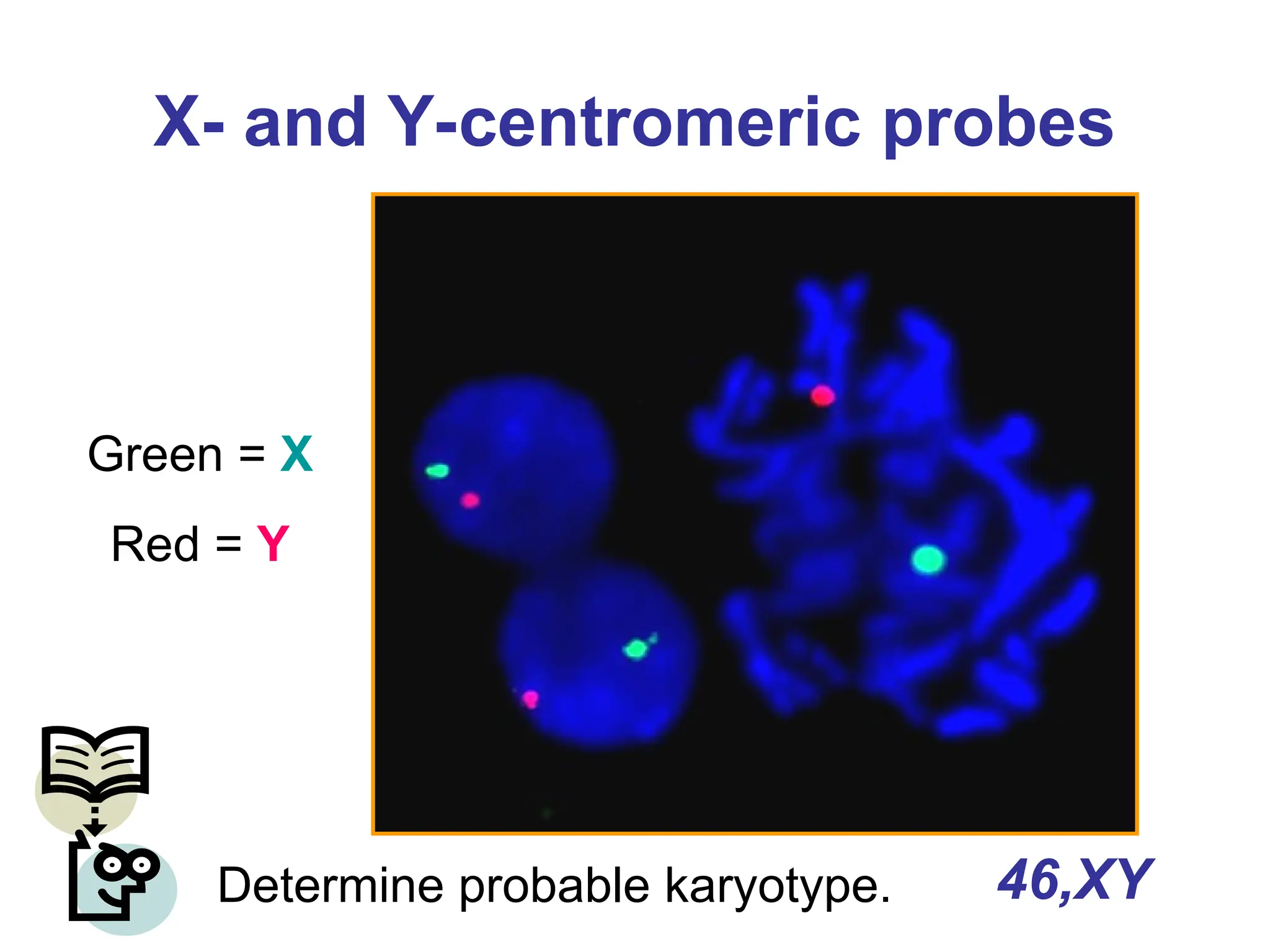 aaplications of molecular cytogenetics.ppt