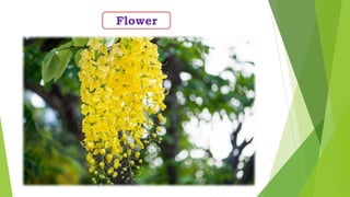 Ayurved-Dravyaguna-Part 2- Aaragvadha | PDF