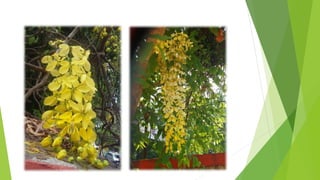 Ayurved-Dravyaguna-Part 2- Aaragvadha | PDF