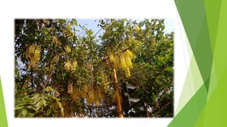 Ayurved-Dravyaguna-Part 2- Aaragvadha | PDF