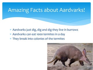 Aardvark programme | PPTX