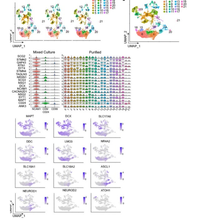 Dimitri Krainc Northwestern Aaron M. Earley Lena F. Burbulla | PDF