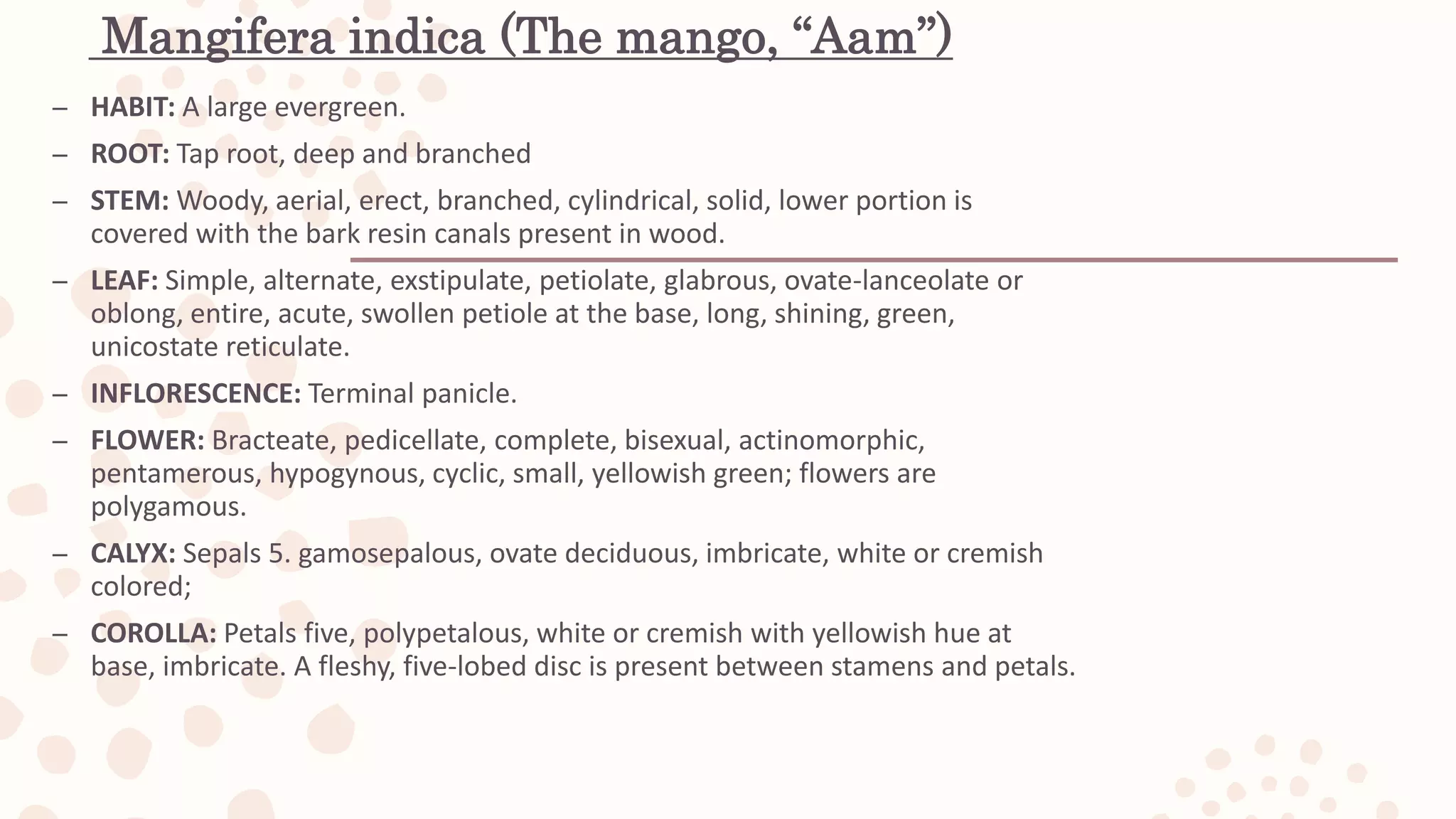 Anacardiaceae and Gramineae | PPTX