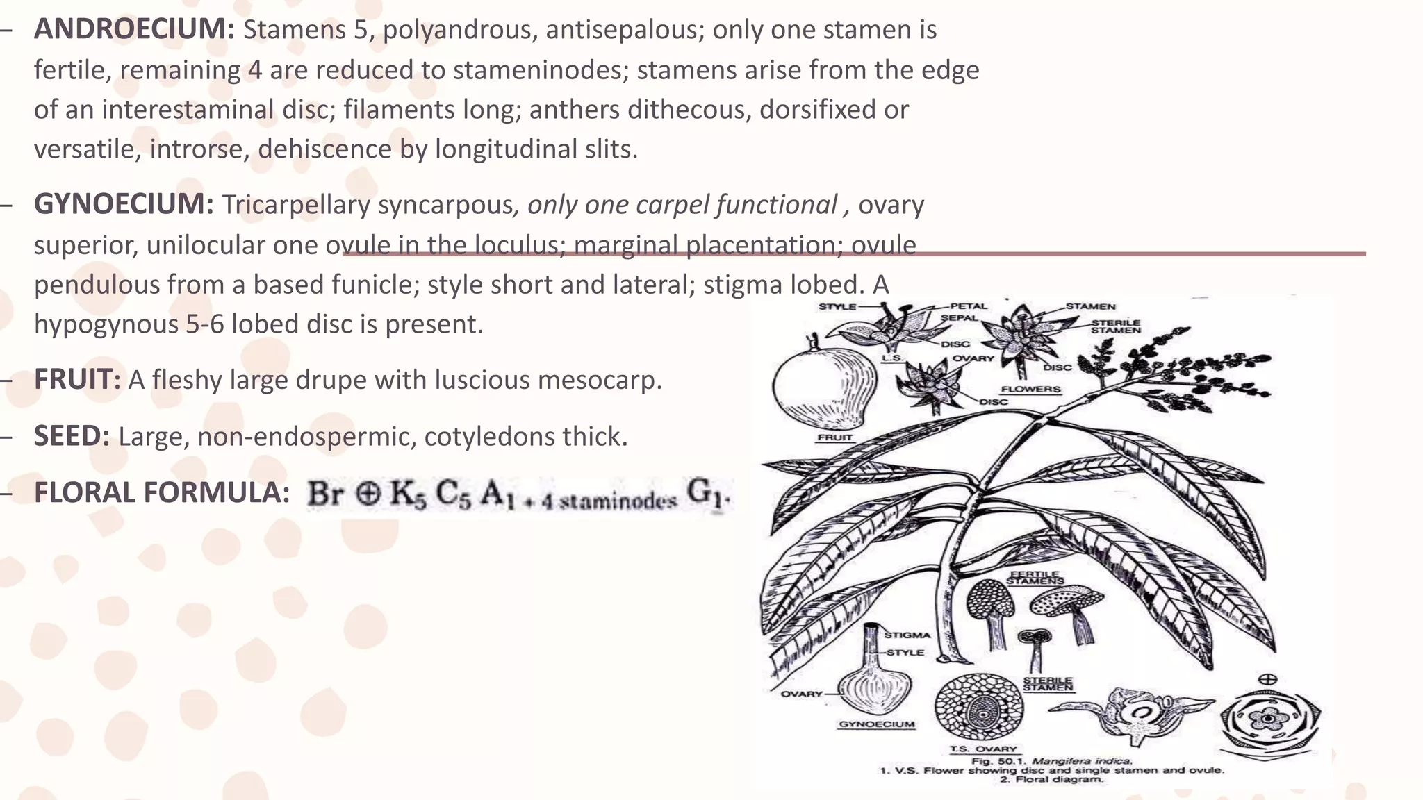 Anacardiaceae and Gramineae | PPTX