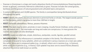 Anacardiaceae and Gramineae | PPTX