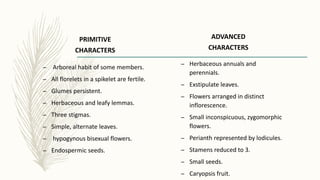 Anacardiaceae and Gramineae | PPTX