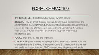 Anacardiaceae and Gramineae | PPTX