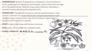 Anacardiaceae and Gramineae | PPTX