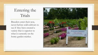 An Overview of All-America Selections | PPTX | Gardening | Home & Garden