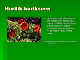 Aastaaeg Kevad Slaid | PPT