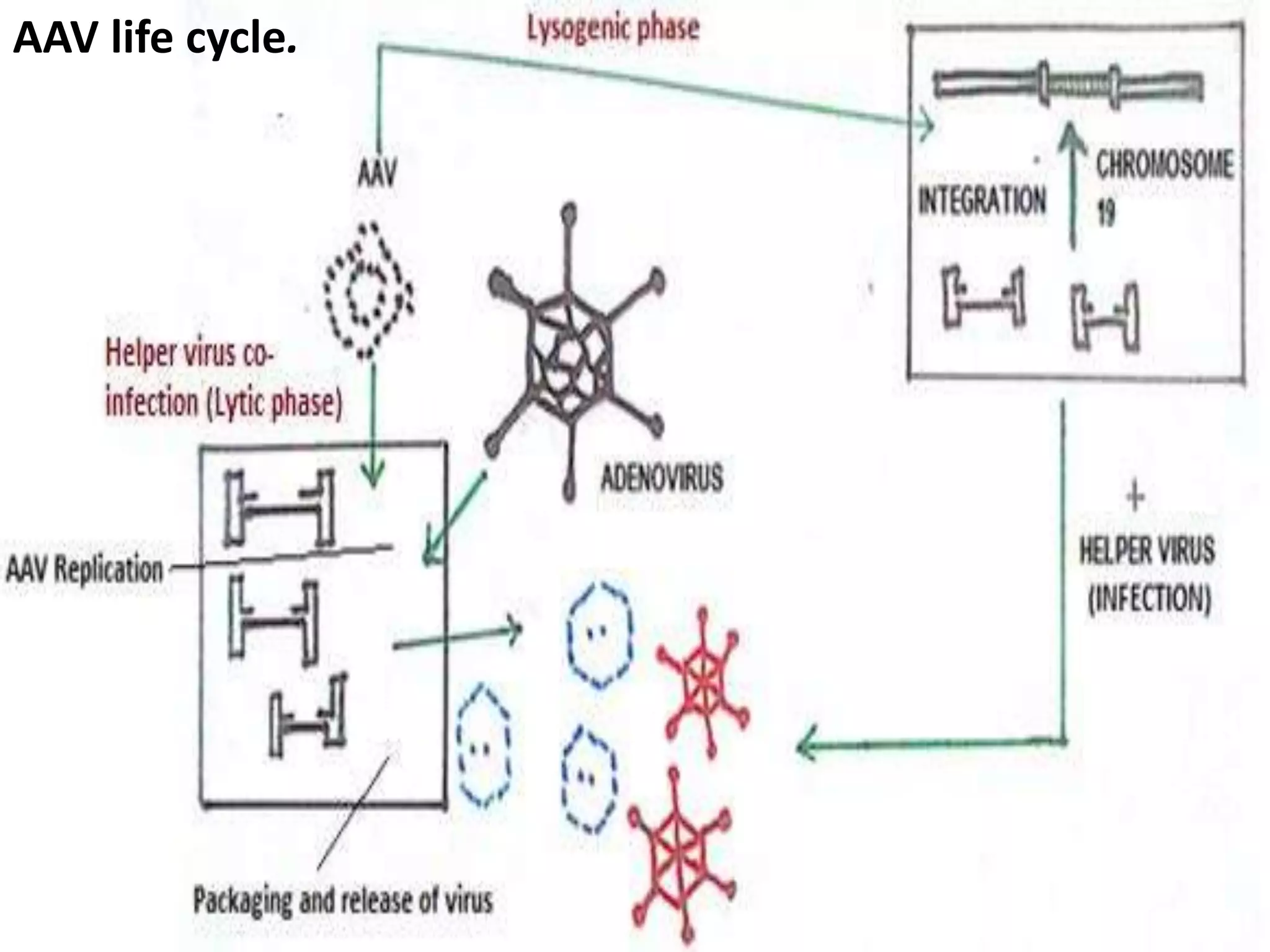Adeno-associated vector | PPTX