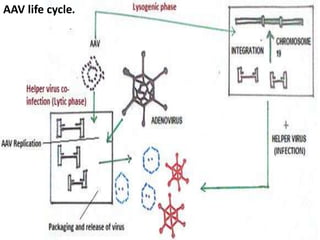 Adeno-associated vector | PPTX