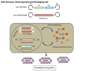 Adeno-associated vector | PPTX