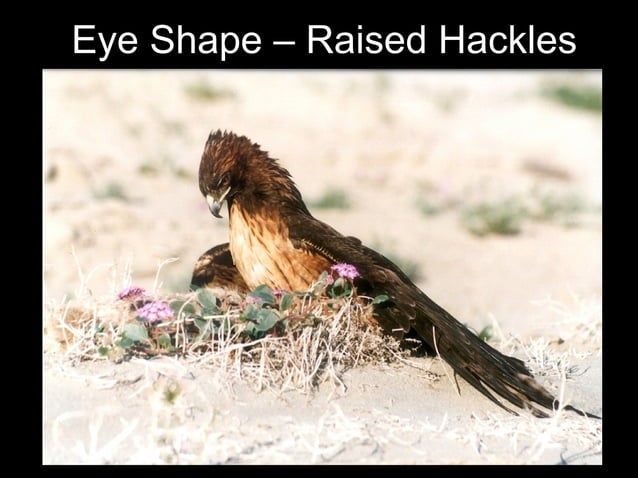 Raptor Body Language and ABA | PPT | Birds | Pets